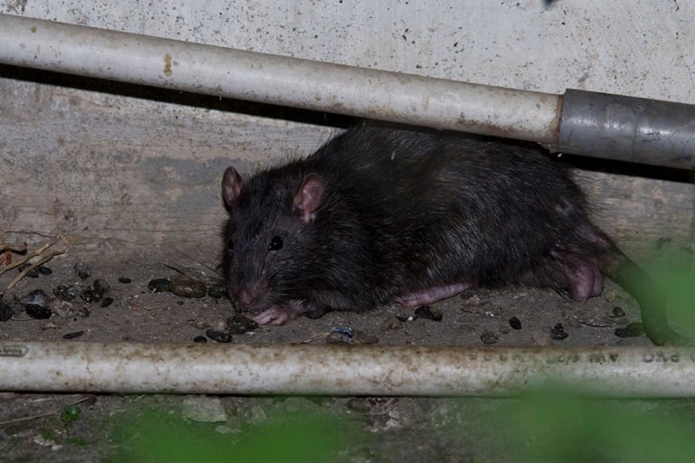 Hantavirus Outbreak Toolbox