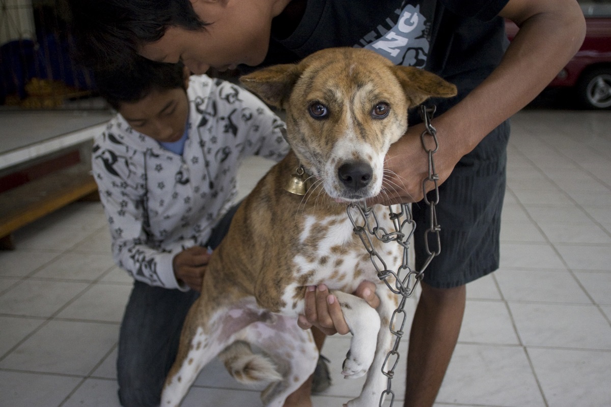 Cegah Setiap Kematian Akibat Rabies: Pada Hari Rabies Sedunia 2024, WHO ...