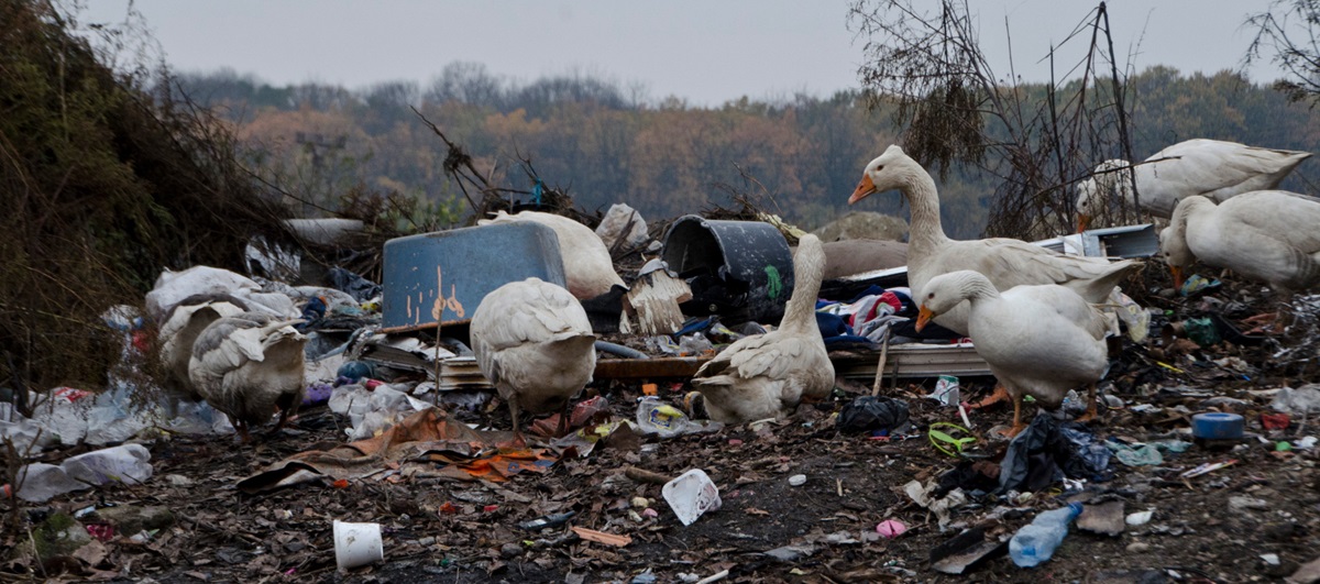 Industrially contaminated sites