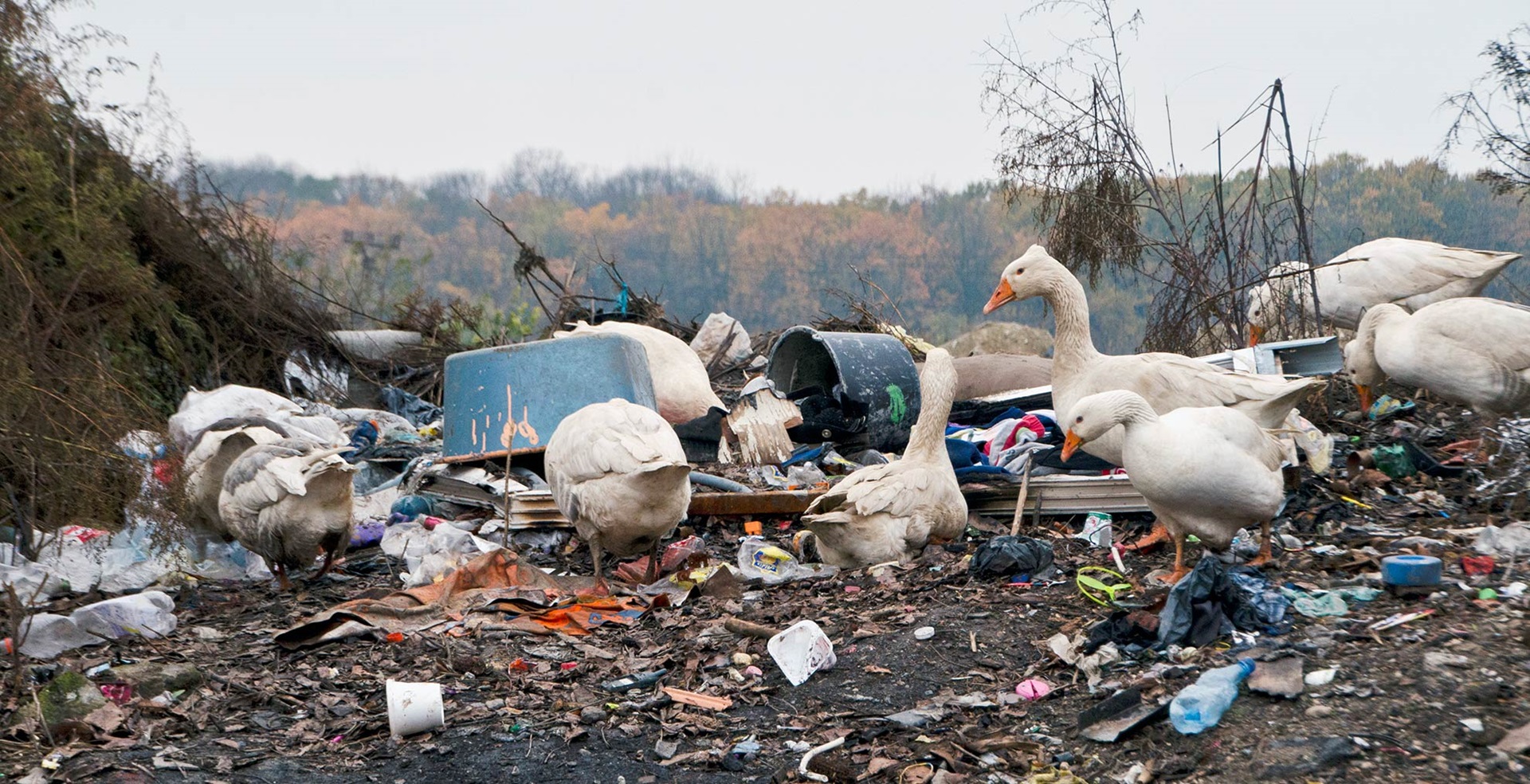 Influenza (avian and other zoonotic) EURO